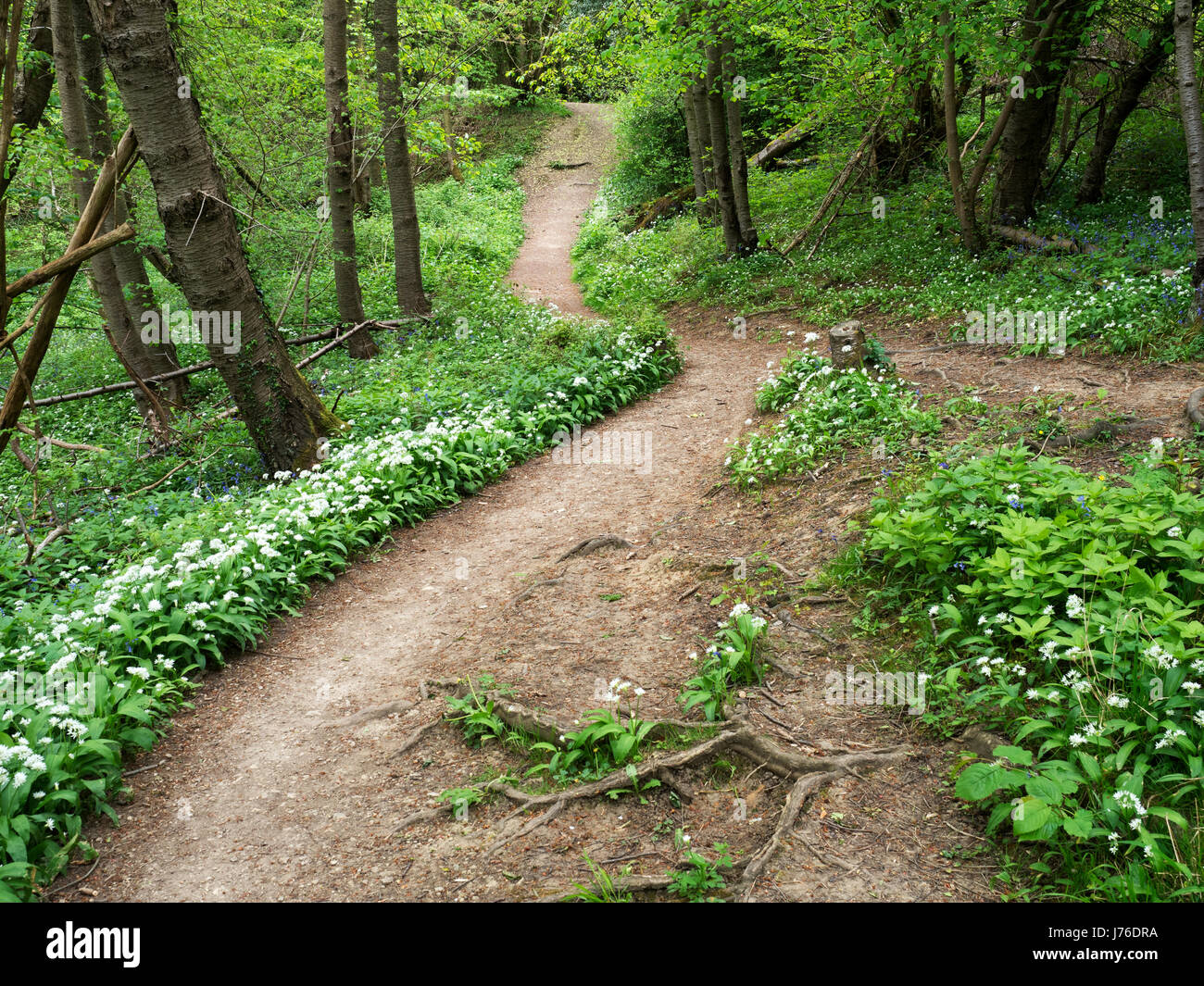 Spring Woodland in the Nidd Gorge near Knaresborough North Yorkshire ...