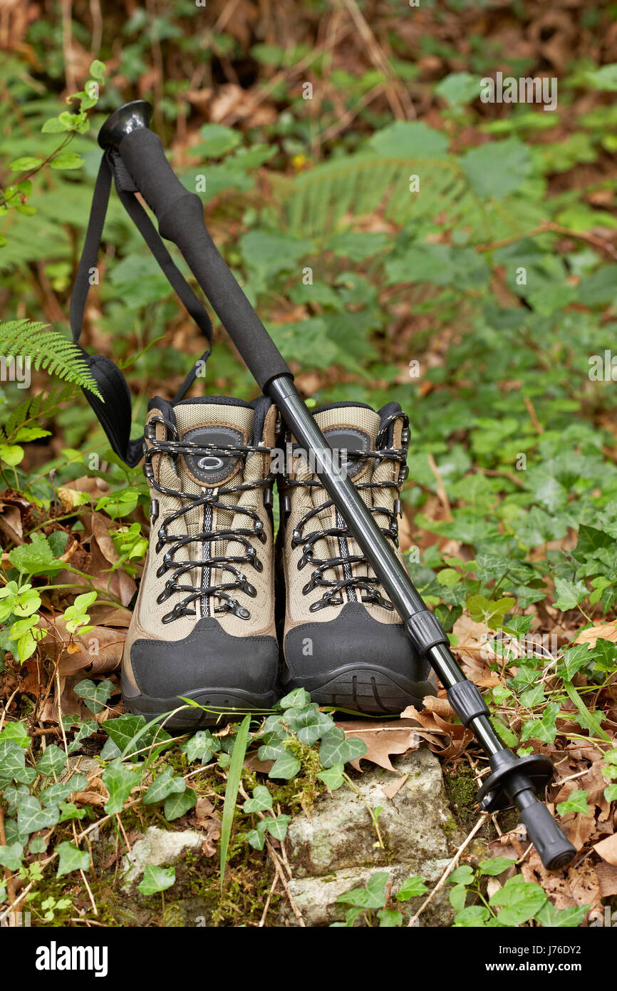 boot tree brown brownish brunette leaves shoes pole rise climb climbing ...