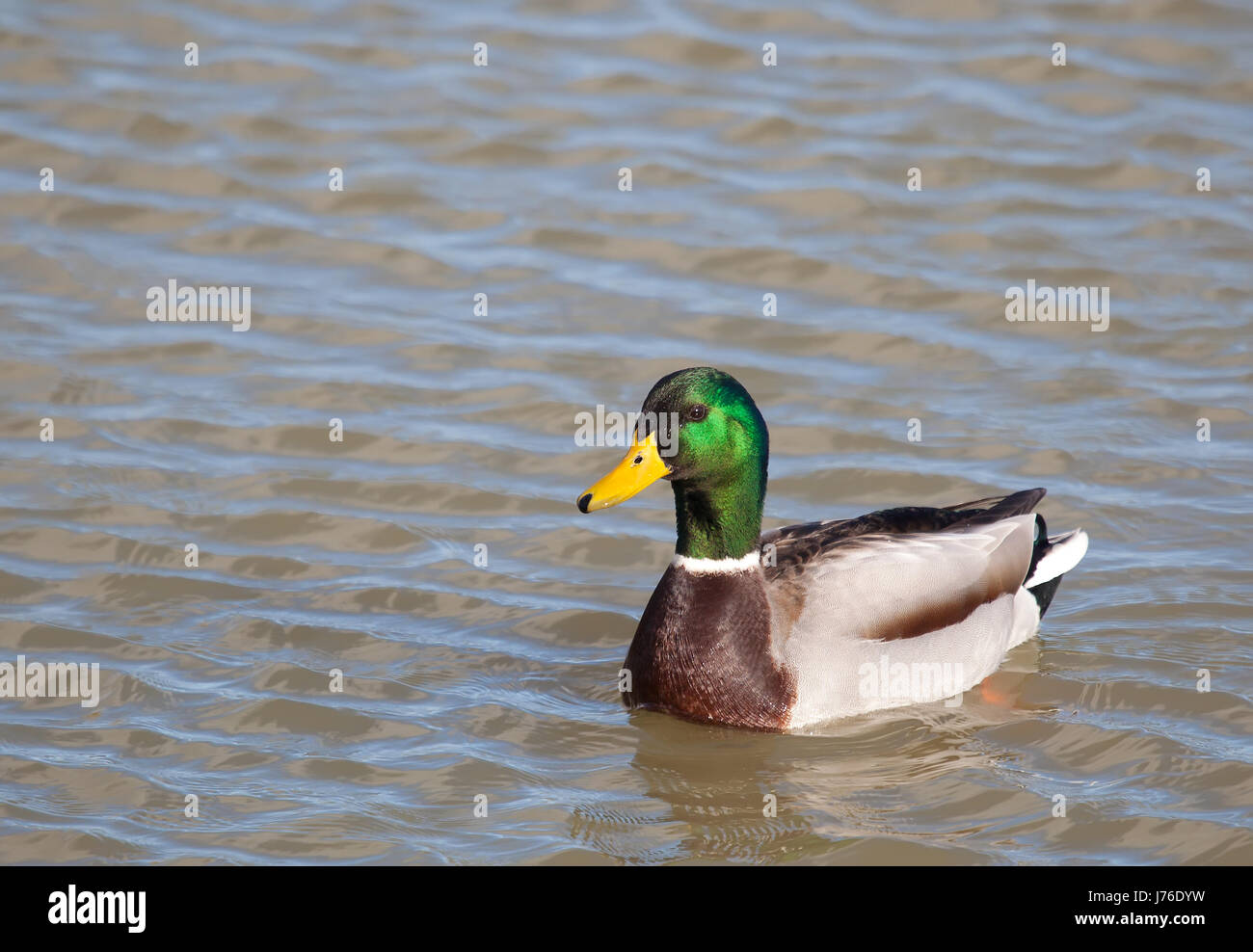 Fauna araba hi-res stock photography and images - Alamy