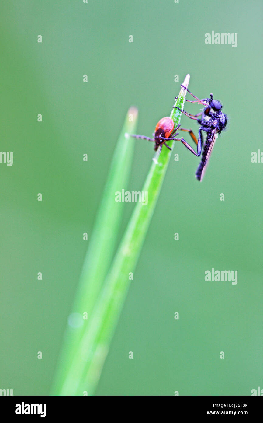 insect tick fly animal animals robber nature zecke fliege insekt ...