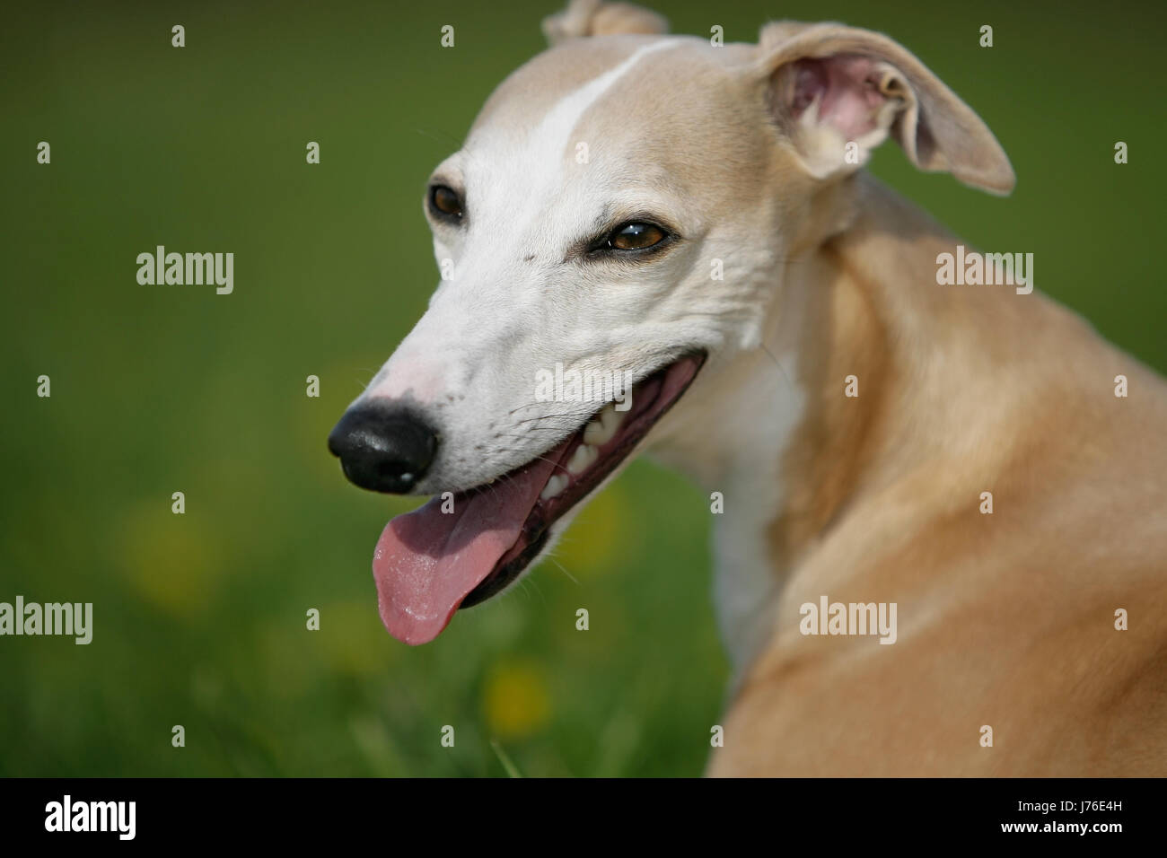 pet portrait dog greyhound pedigree dog blond laugh laughs laughing ...