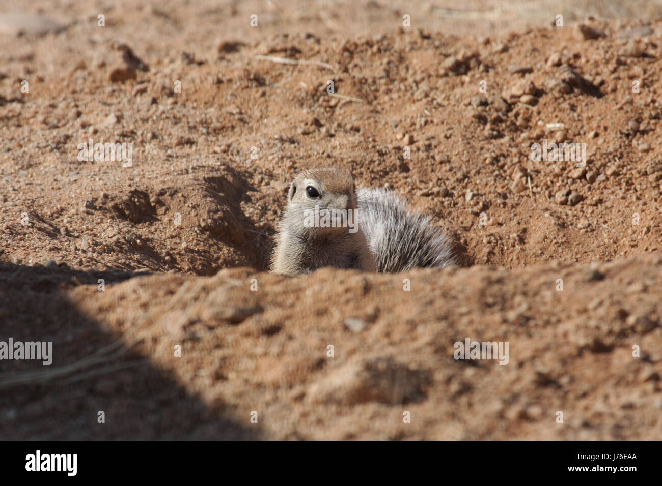 africa namibia rodent savannah namibia rodent steppe affection parents ...