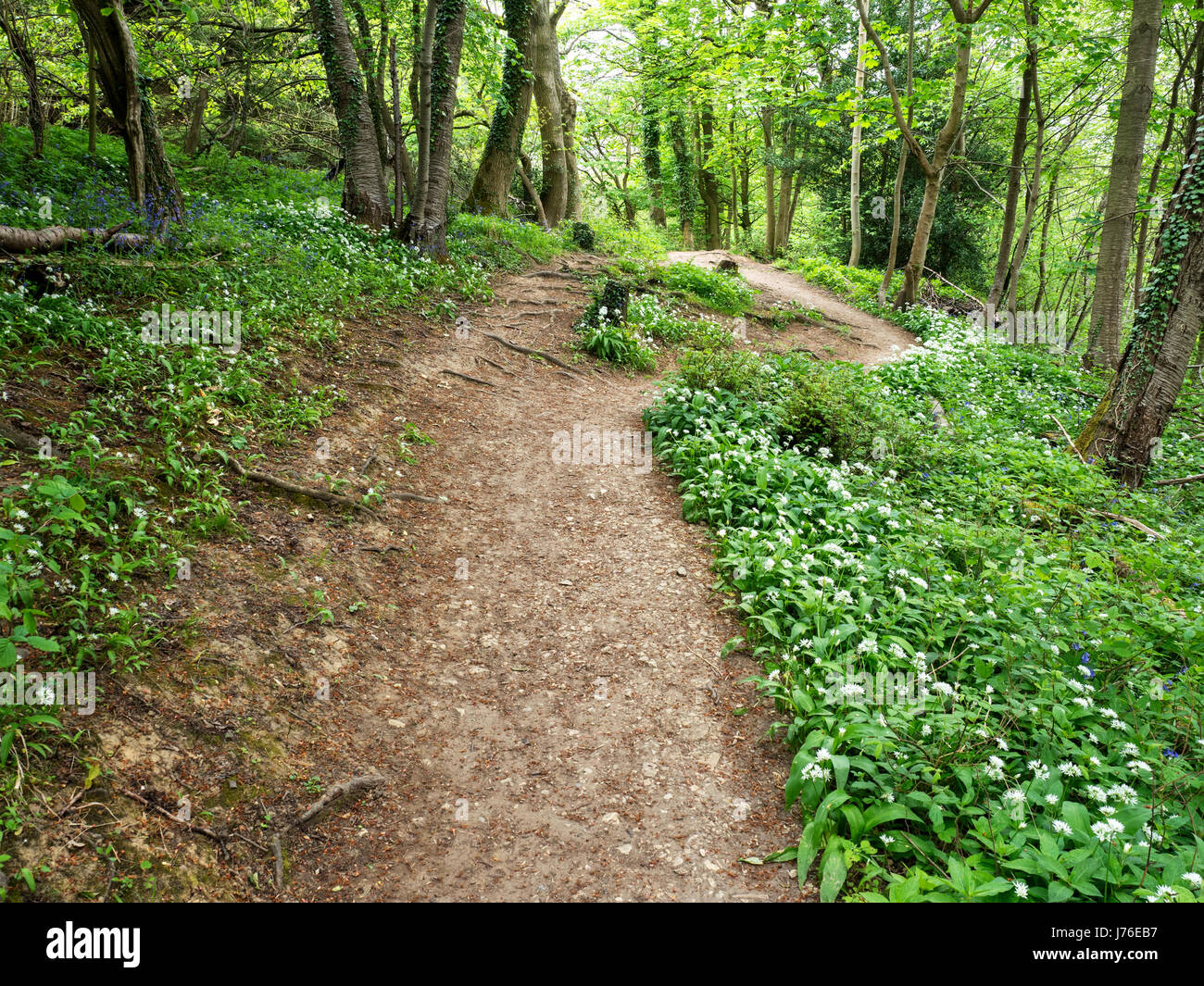 Nidd gorge hi-res stock photography and images - Alamy