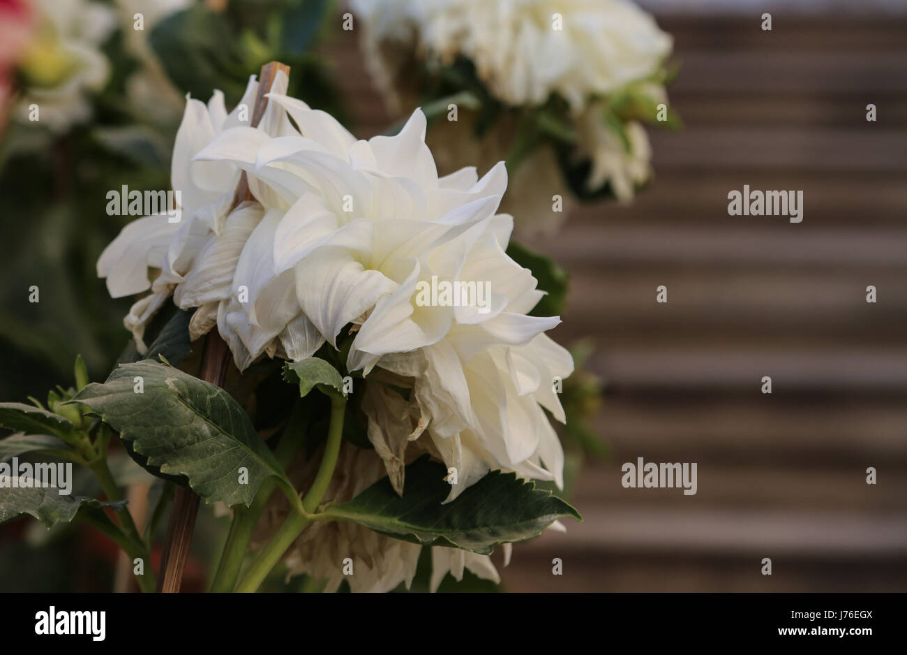 Beautiful white flower Stock Photo - Alamy