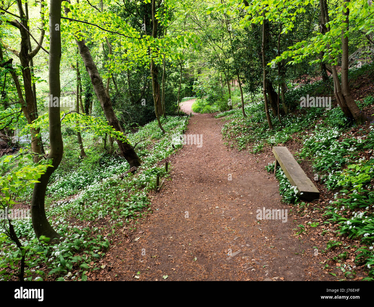 Path in Foolish Wood in the Nidd Gorge near Knaresborough North ...