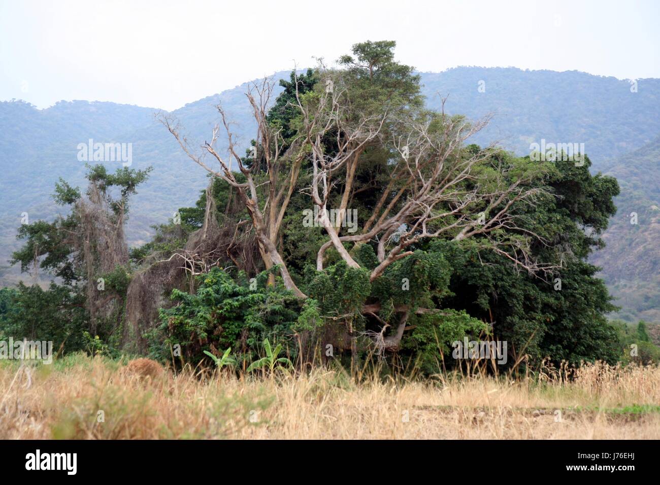 africa kenya jungle rainforest rain forest tree plant green africa ...