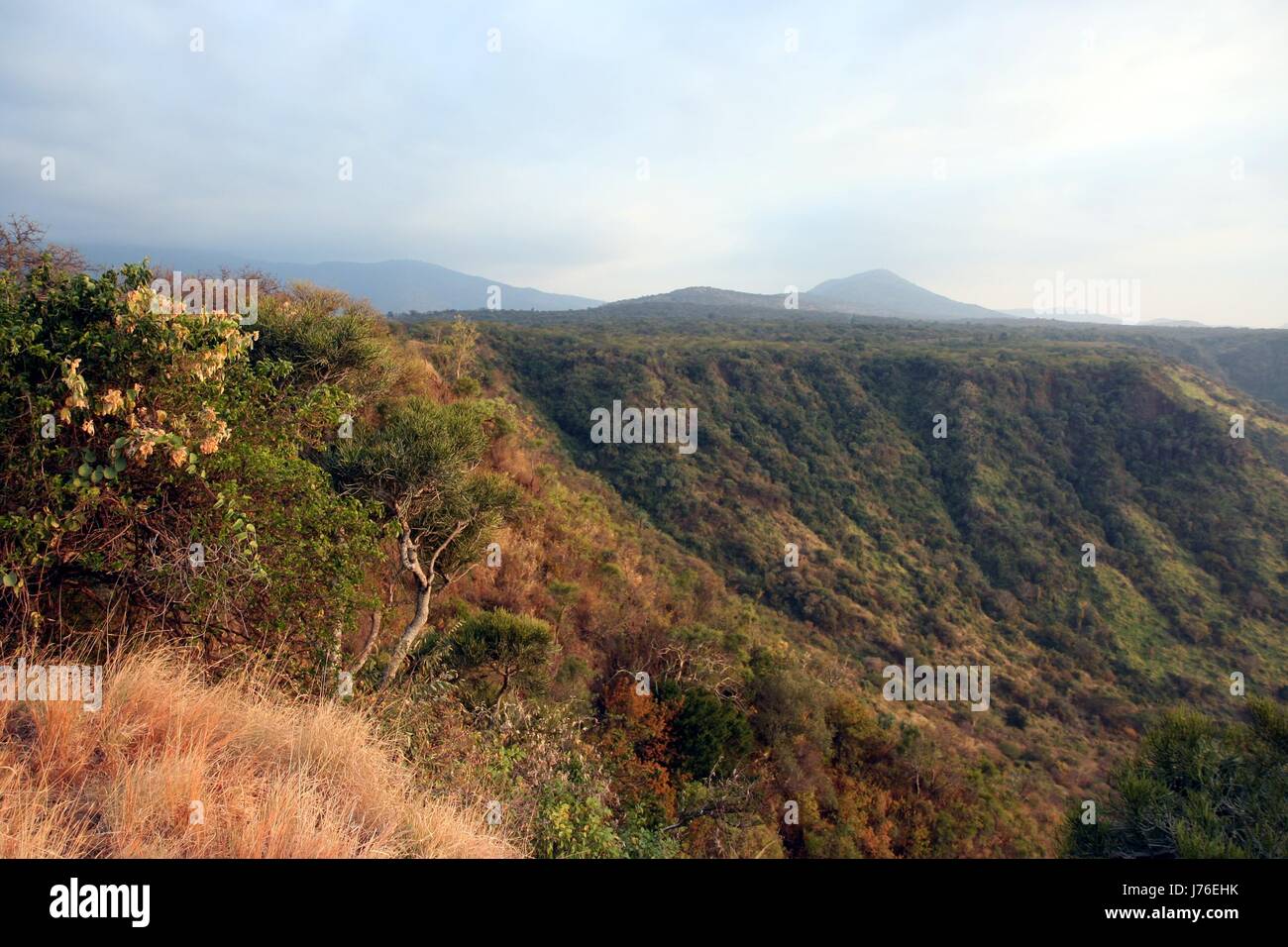 rainforest in kenya Stock Photo - Alamy