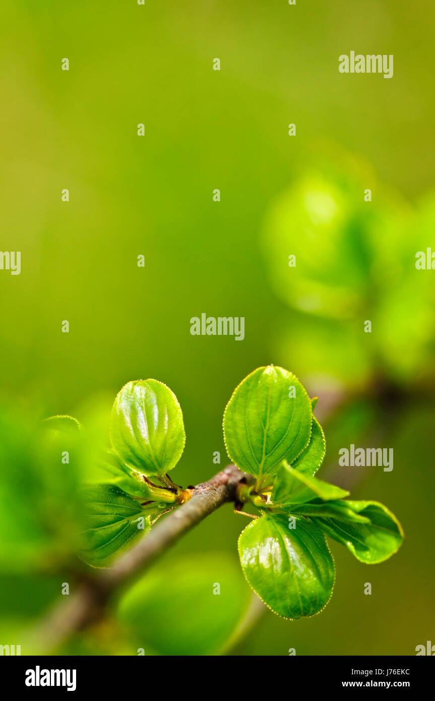 environment enviroment leaves spring bouncing bounces hop skipping ...