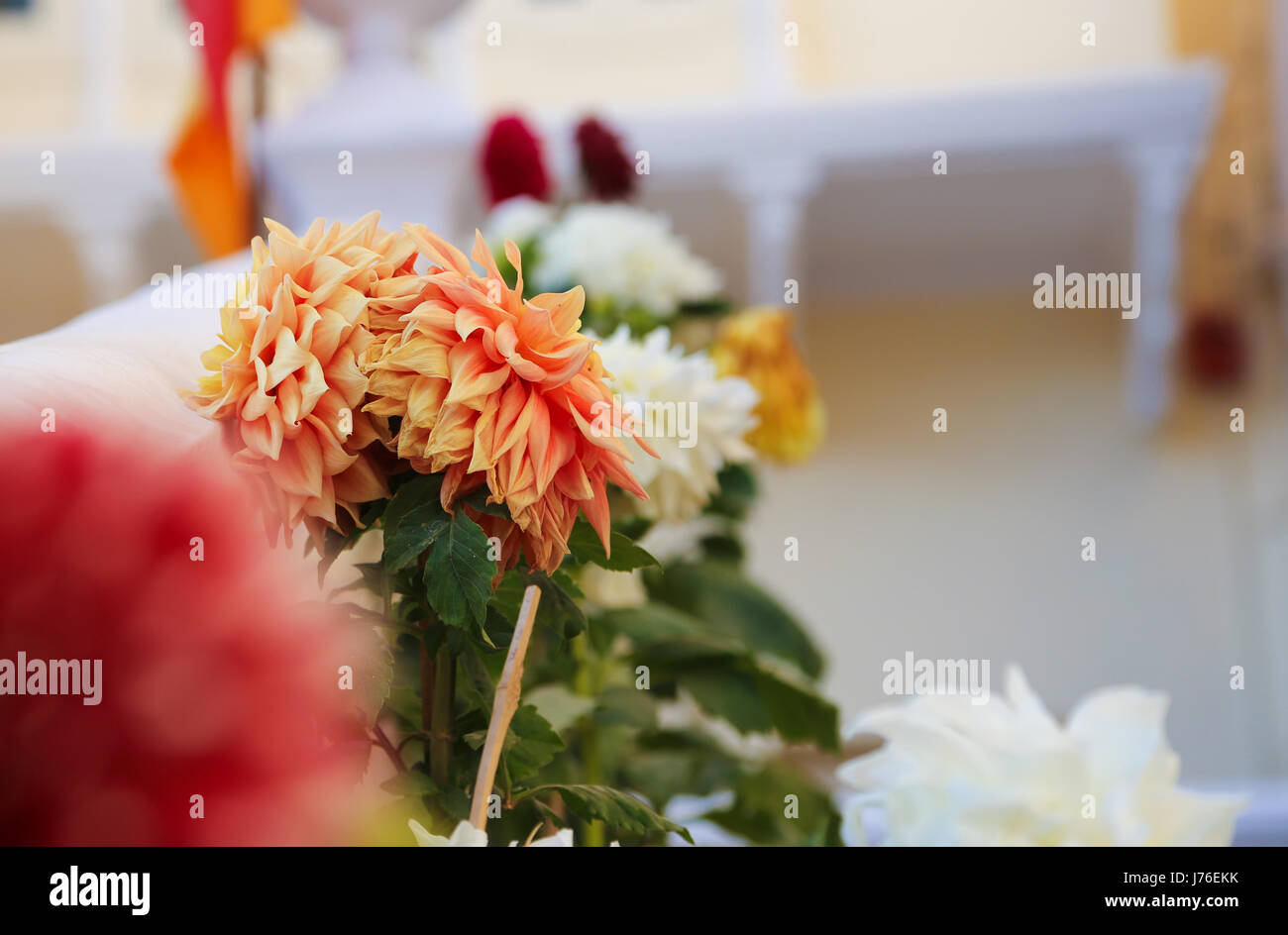 Red cream flower hi-res stock photography and images - Alamy