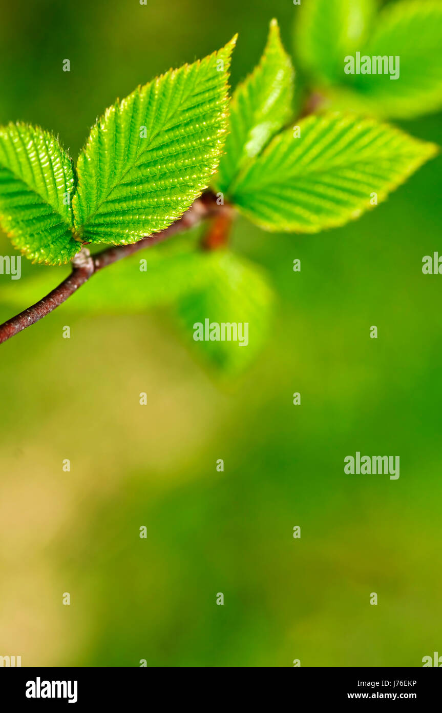 environment enviroment leaves spring bouncing bounces hop skipping ...