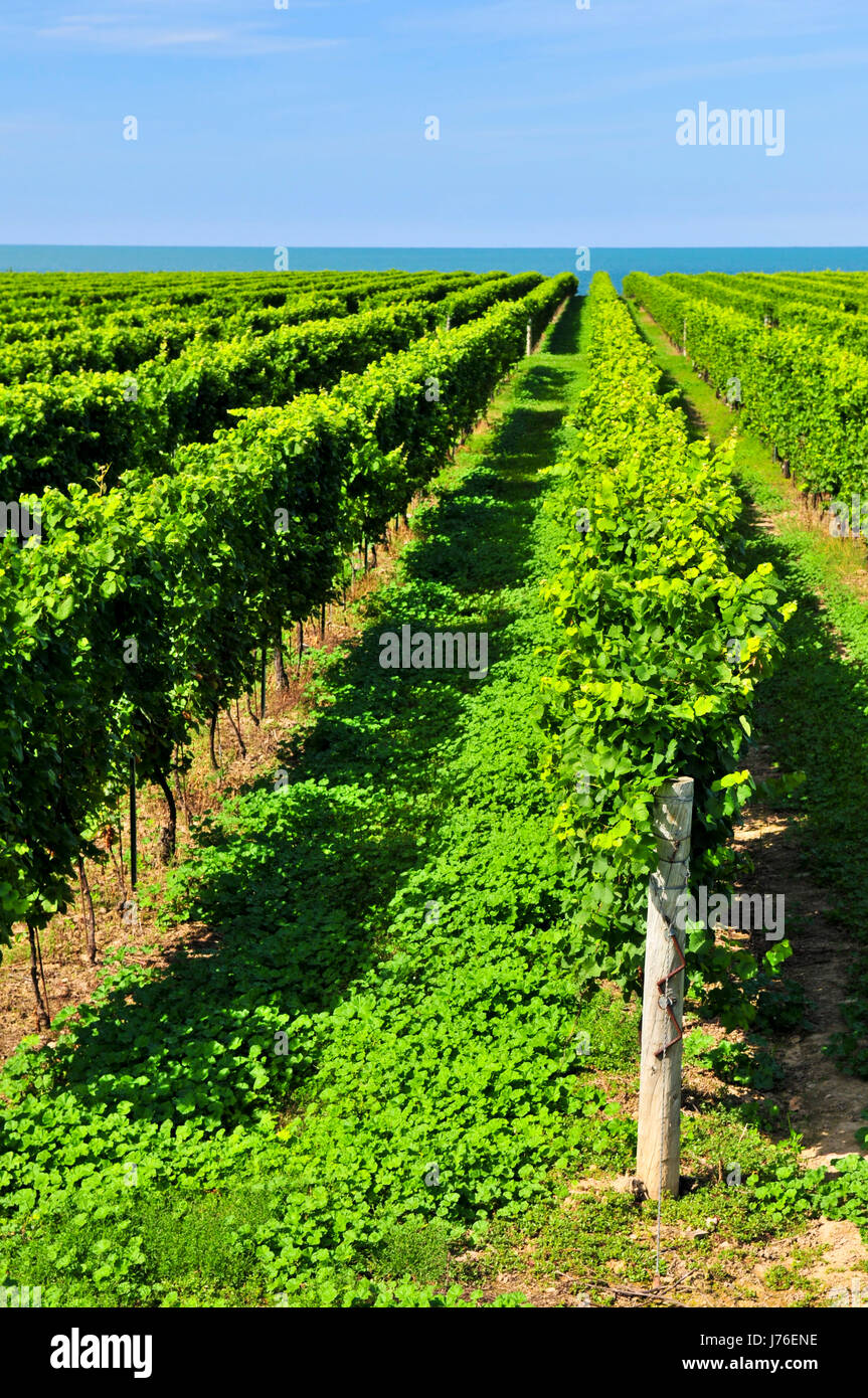 agriculture farming grapes vineyard farm wineyard plants vine grape ...