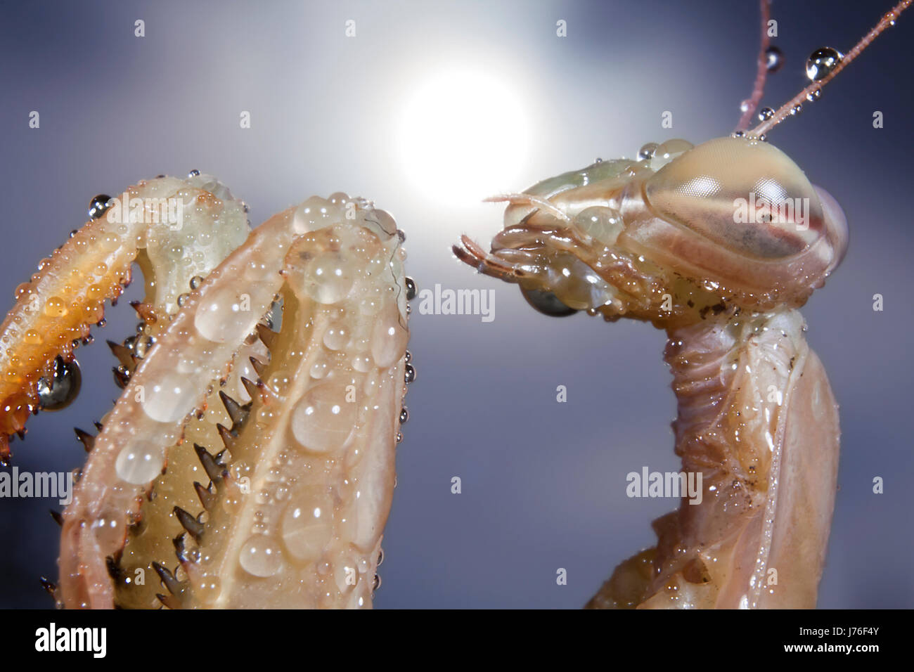 Mantis body hi-res stock photography and images - Alamy