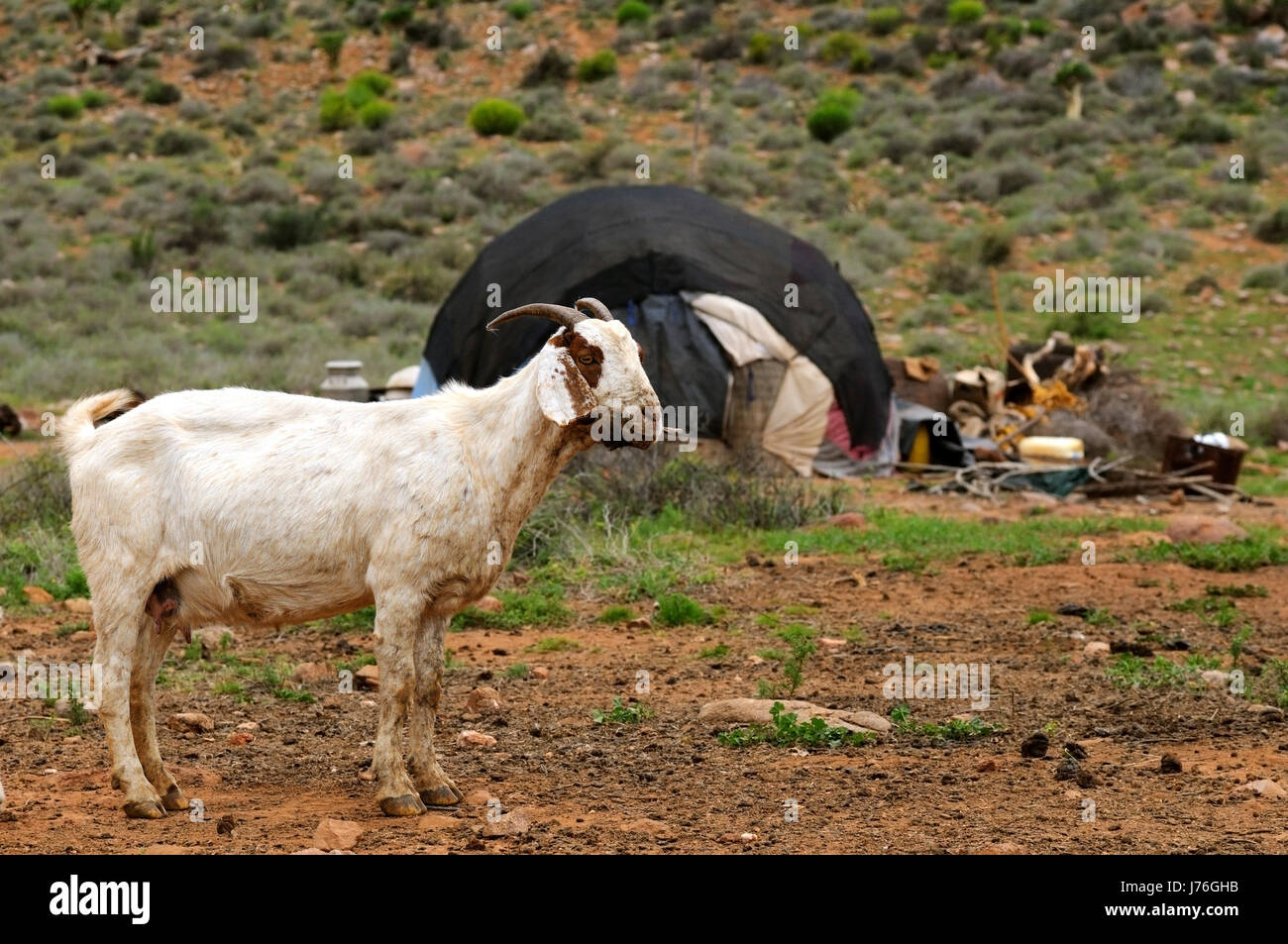 goat on shepherd's tent,south africa Stock Photo - Alamy