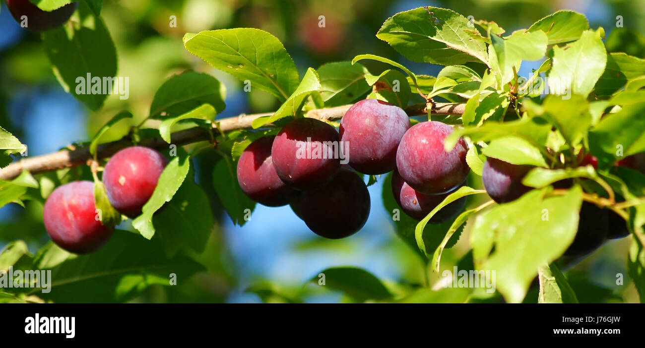pome fruit stone-fruit jam plums must tree leaves pome branch fruit ...