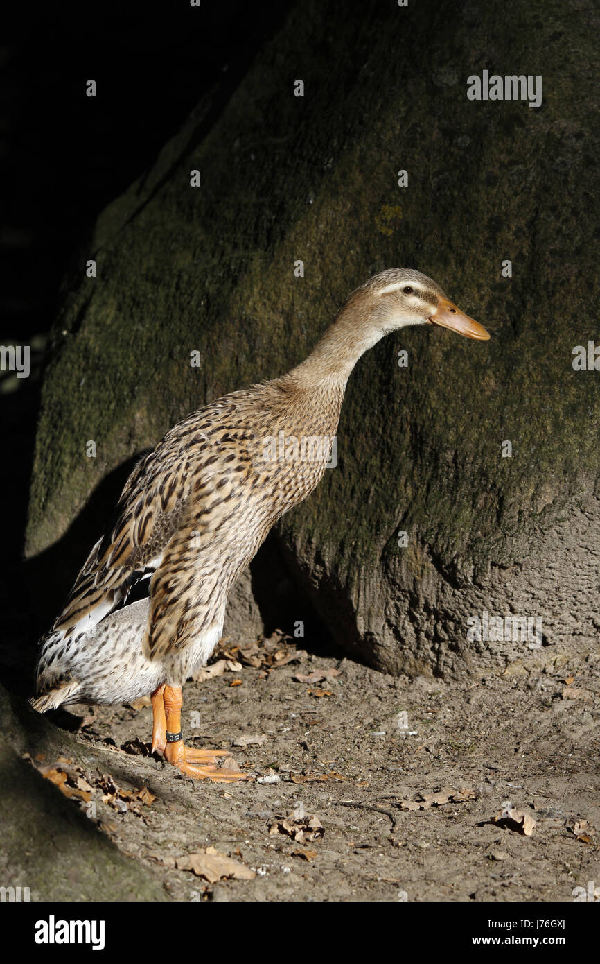 indian runner duck Stock Photo - Alamy