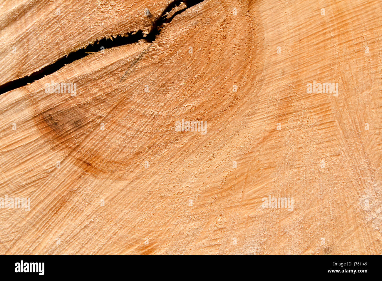 tree saw up on backdrop background texture ring environment enviroment ...