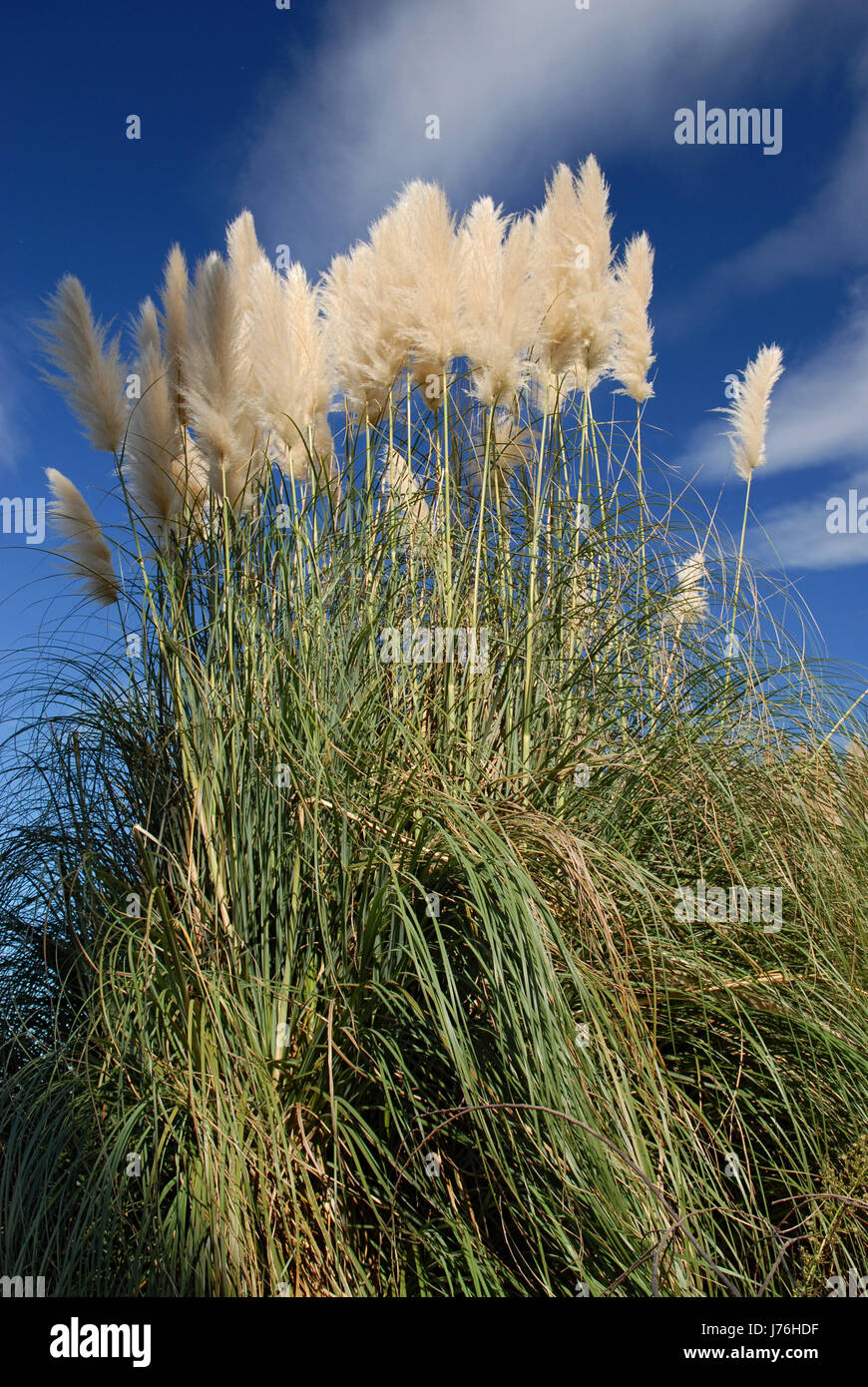 green botany plant blade page sheet meadow grass lawn nature shine ...