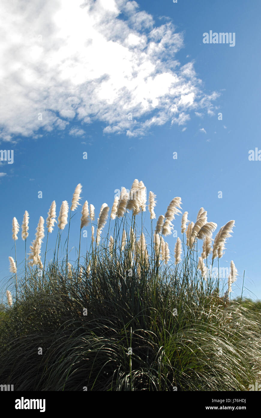 green botany plant blade page sheet meadow grass lawn nature shine ...