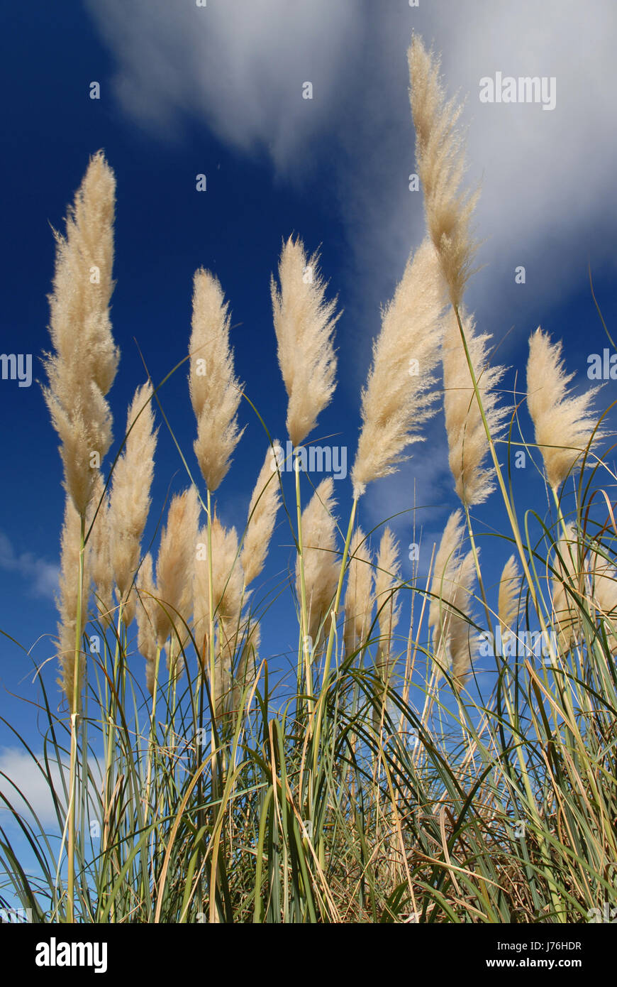 green botany plant blade page sheet meadow grass lawn nature shine ...