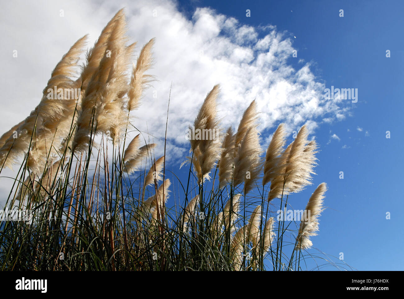 green botany plant blade page sheet meadow grass lawn nature shine ...