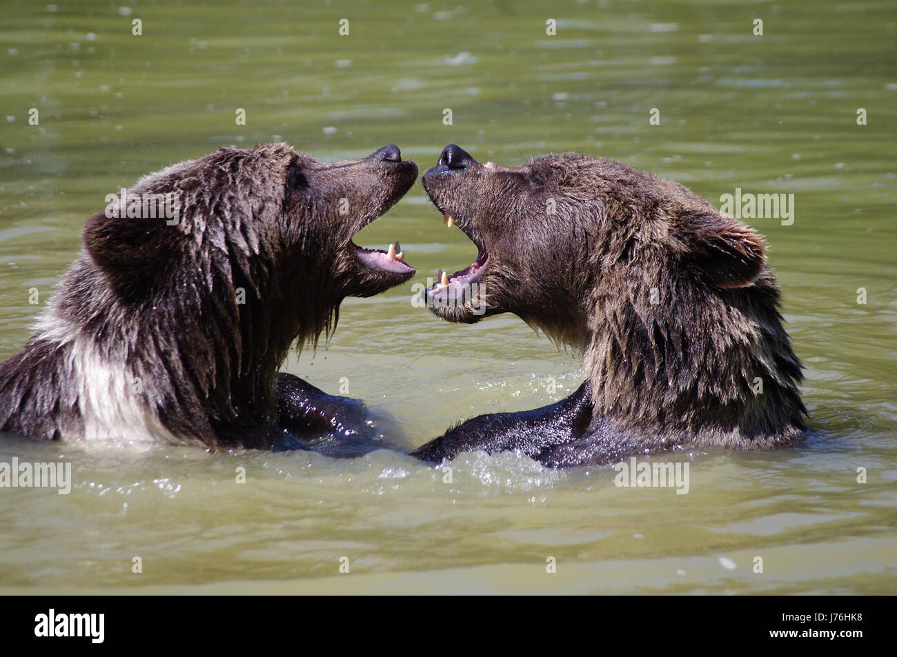 brown bear fight Stock Photo - Alamy
