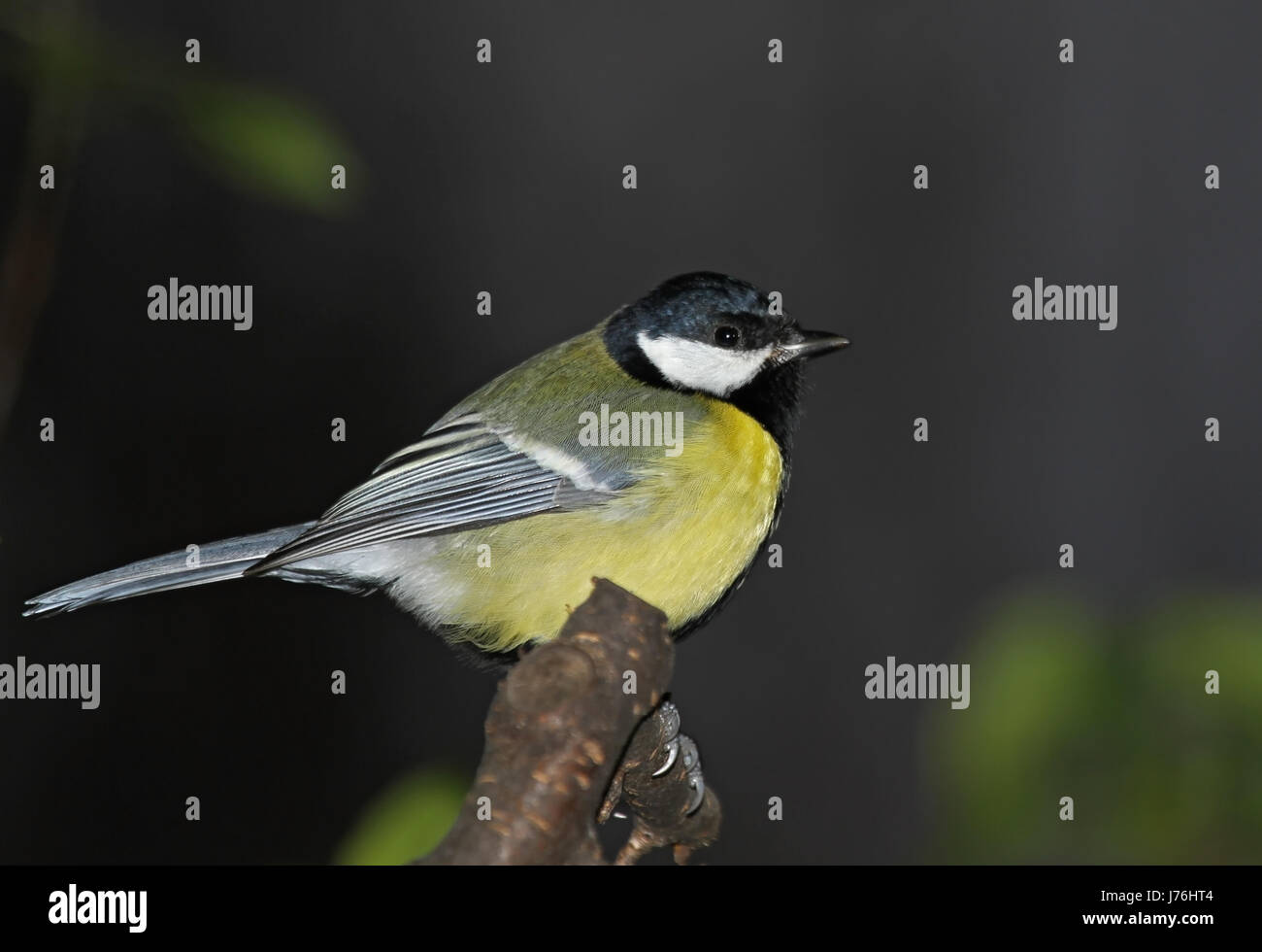 bird birds titmouse great titmouse titmice major bird curious nosey ...