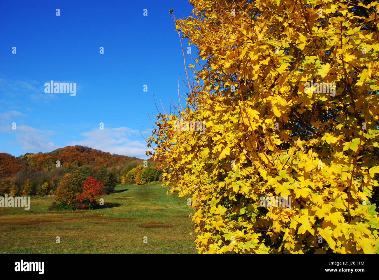 tree leaves bush seasons colour meadow colors colours fall autumn tree ...