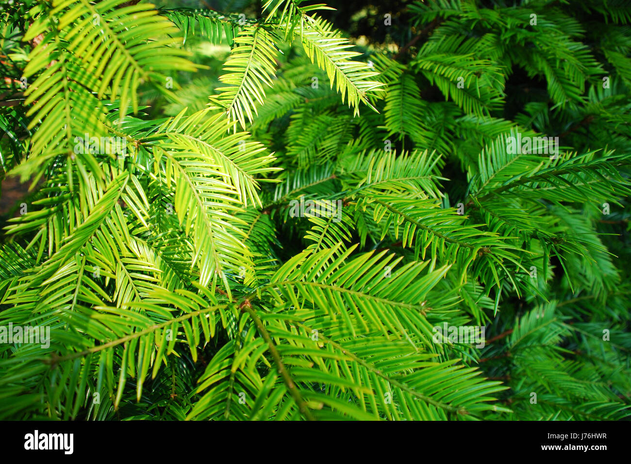 tree green branches pointed branch conifer needle park green branch fir ...