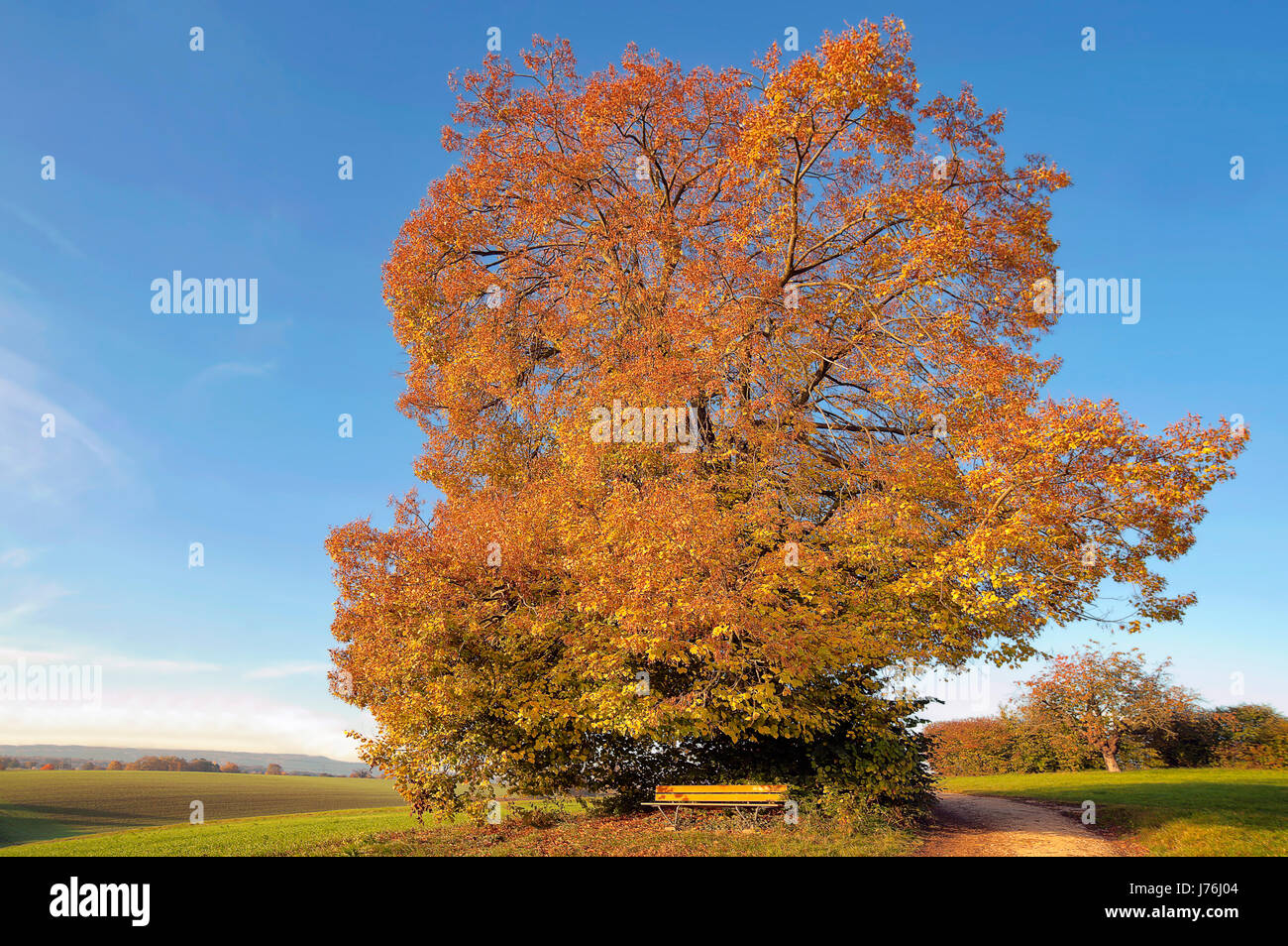 tree look-out lime fall autumn tree look-out lime seat bench fall ...