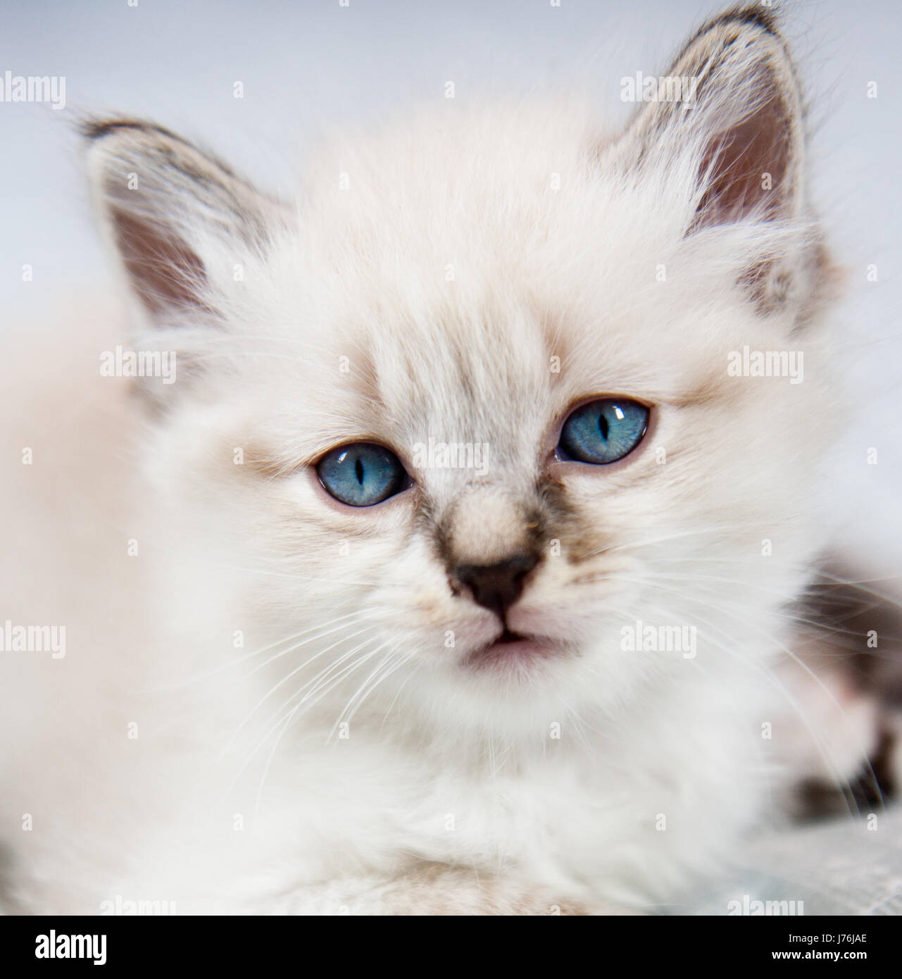 blue pet portrait eyes cub baby cat baby kitten young younger pussycat ...