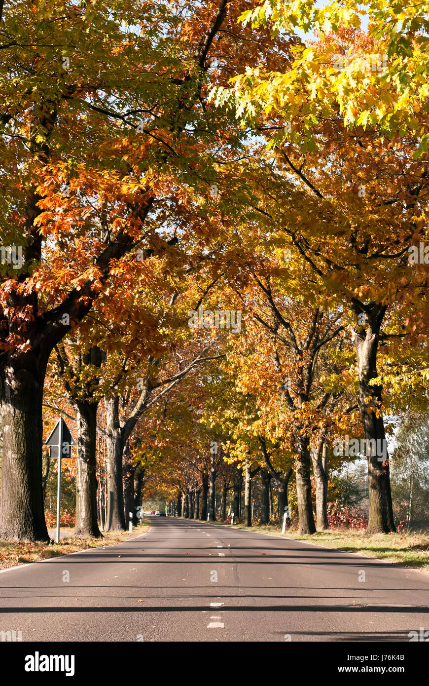 coloured colourful gorgeous multifarious richly coloured autumnal ...