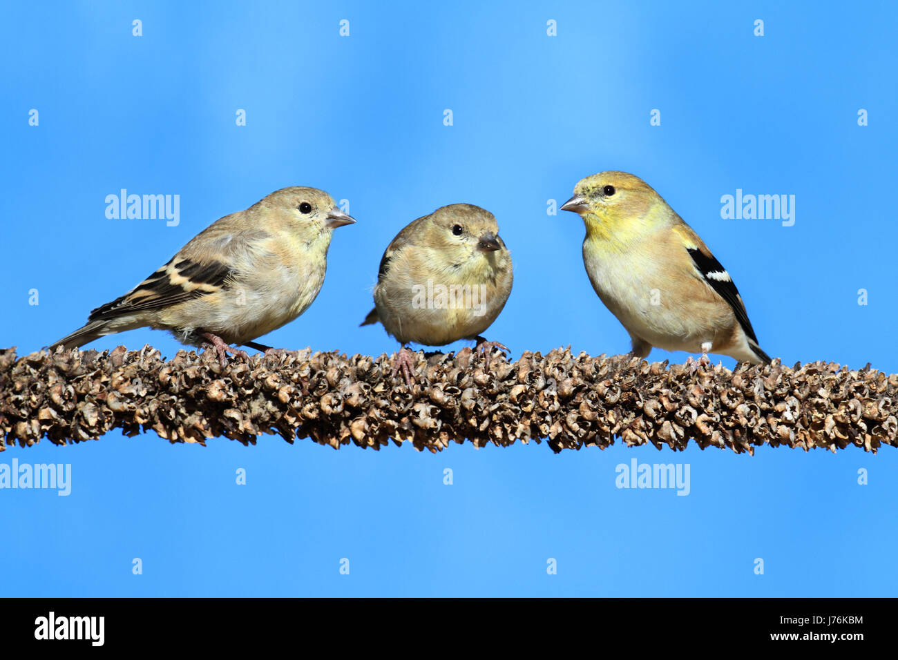 American goldfinch flock hi-res stock photography and images - Alamy