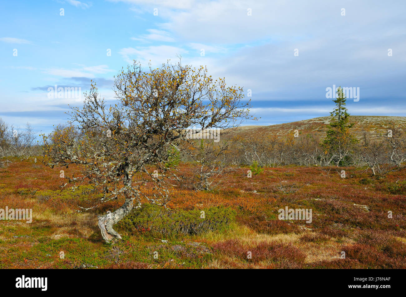 tree trees sweden sunshine tundra mountain fall autumn tree trees ...