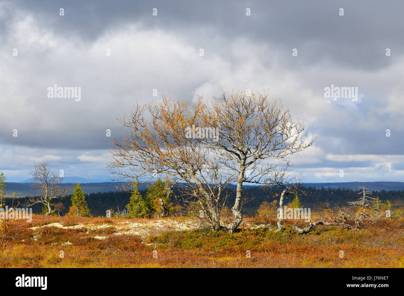 tree trees sweden sunshine tundra mountain fall autumn tree trees ...