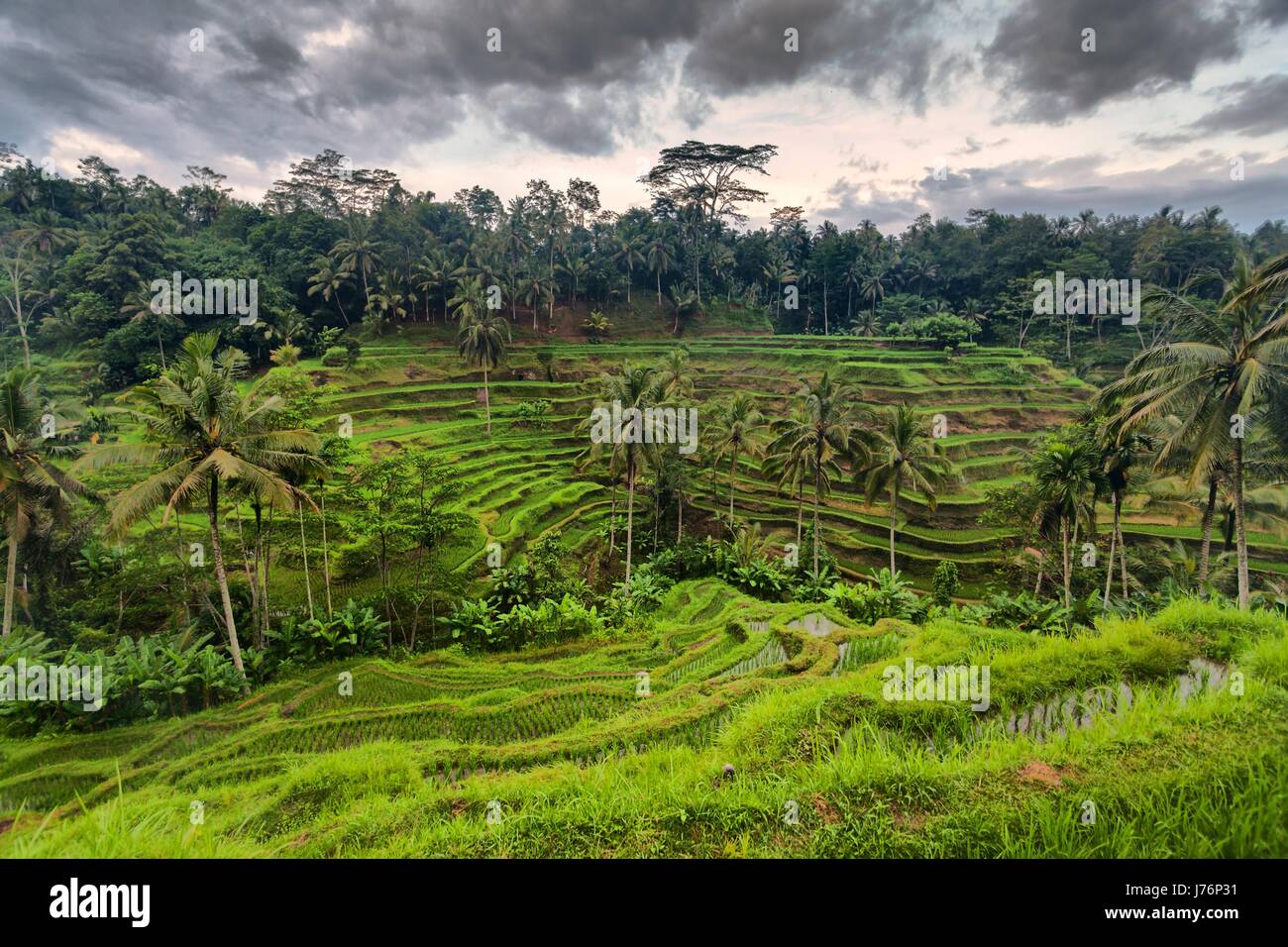 Wallpaper rice terrace hi-res stock photography and images - Alamy