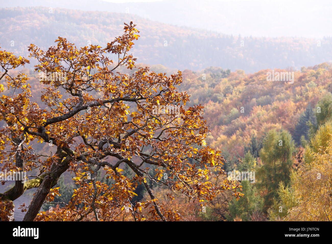 leaf tree deciduous tree forest leaves foliage fall autumn walk go ...