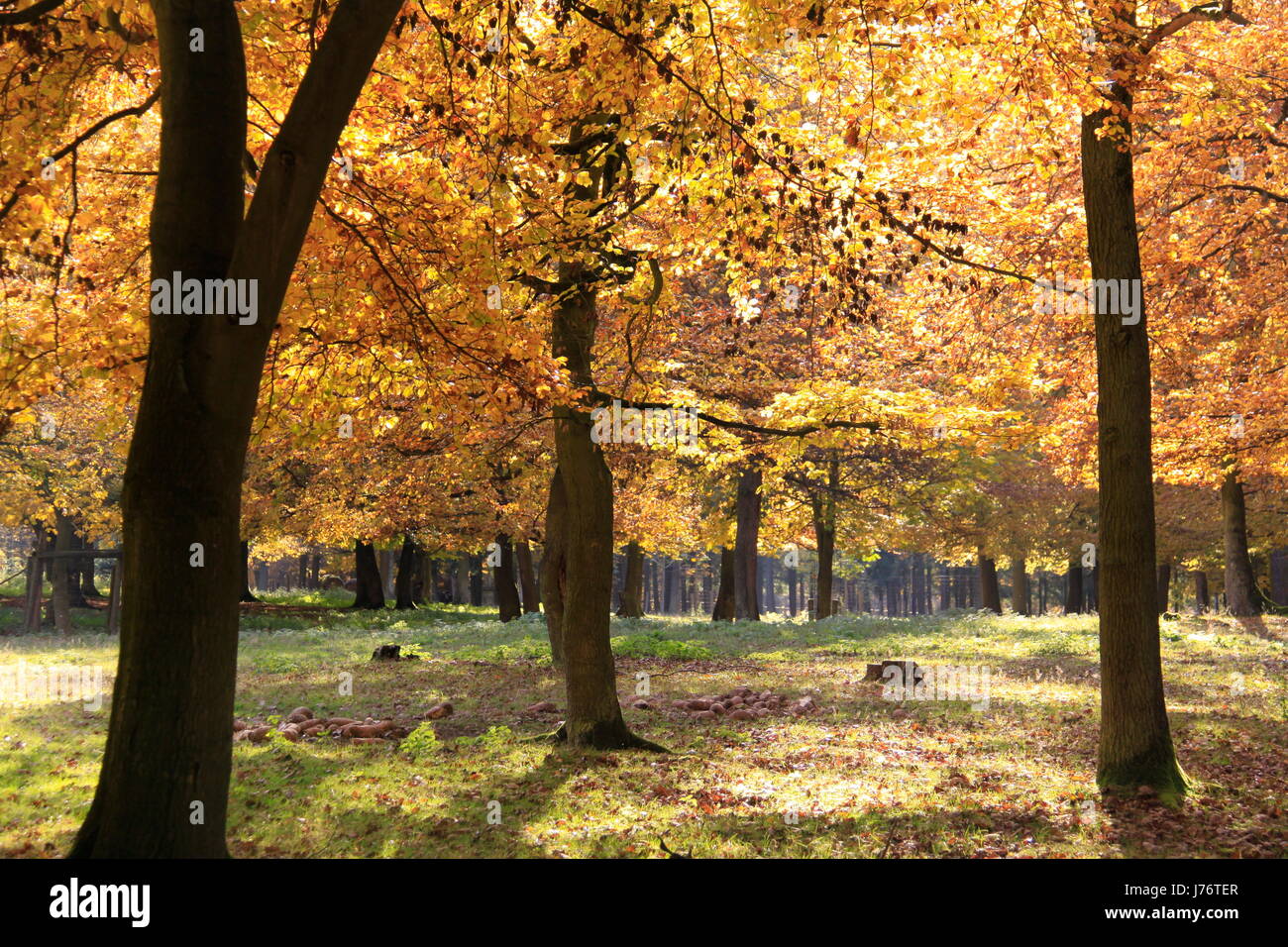 leaf tree deciduous tree forest leaves foliage fall autumn walk go ...