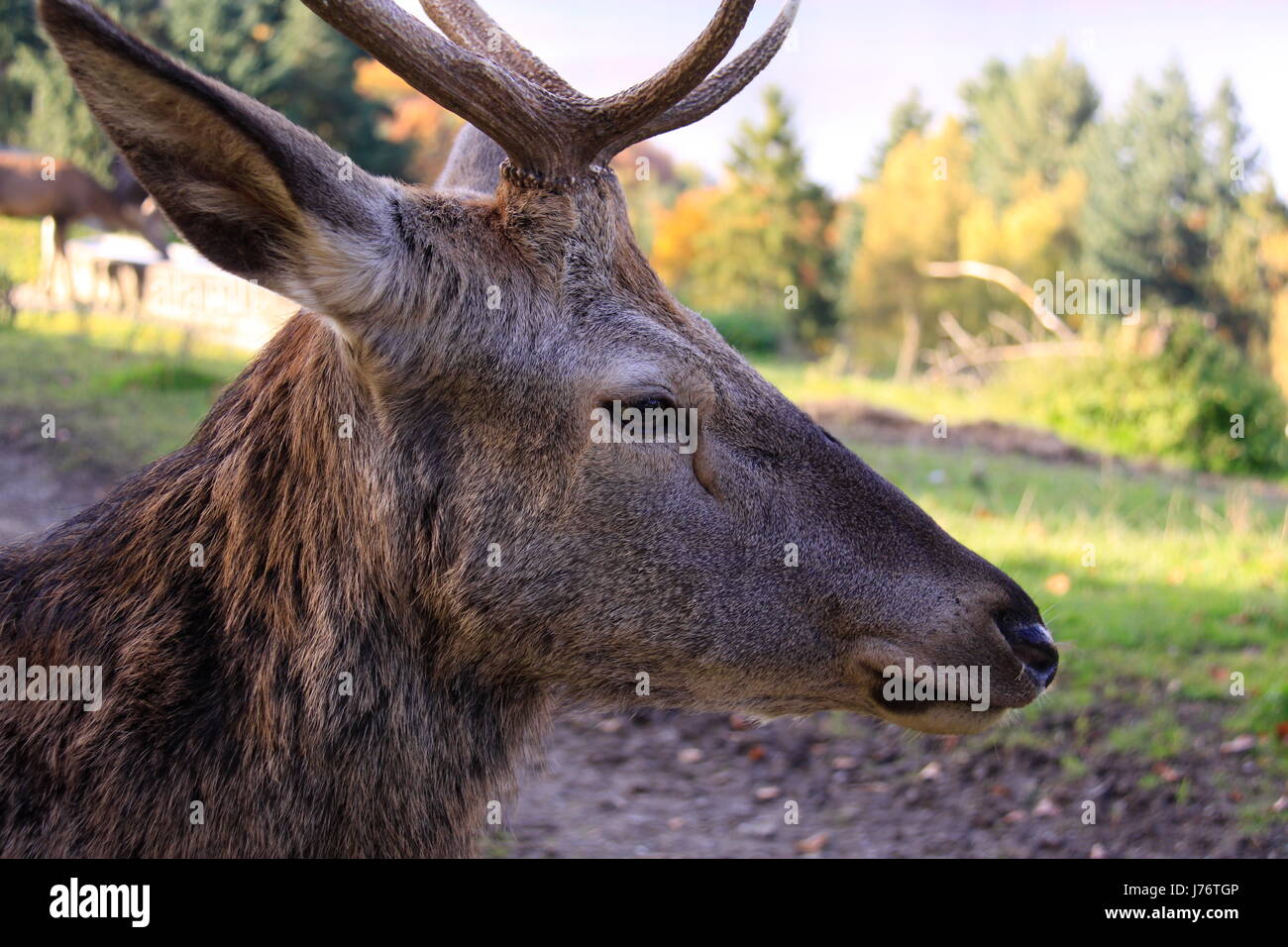 hirsch in closeup Stock Photo - Alamy