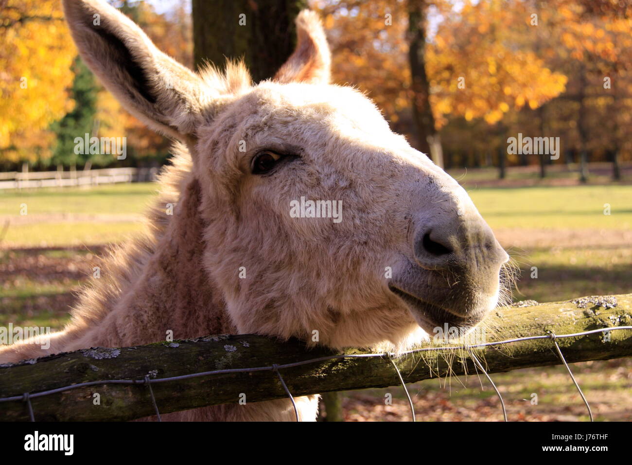 horse animal pet donkey mule farm animal hoofed animal macro close-up ...