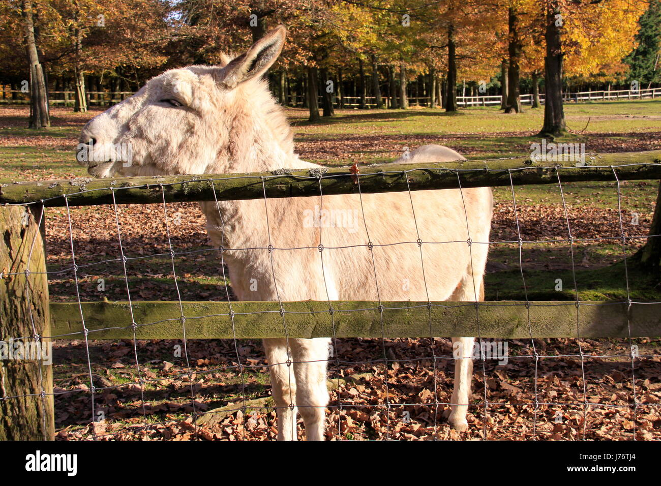 horse animal pet donkey mule farm animal hoofed animal macro close-up ...
