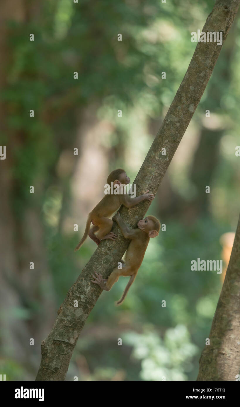 Rhesus Macaque Babies Playing Stock Photo - Alamy