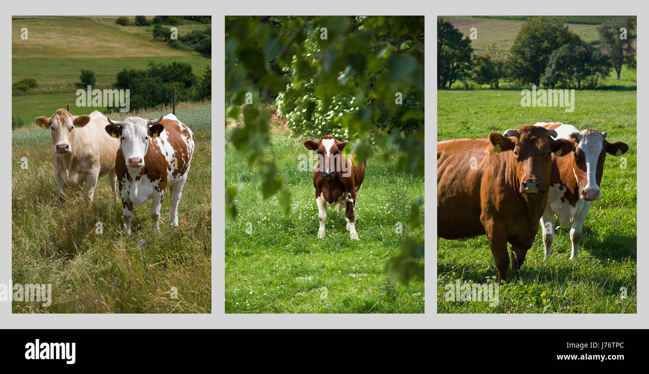 Farming landscape few cows hi-res stock photography and images - Alamy