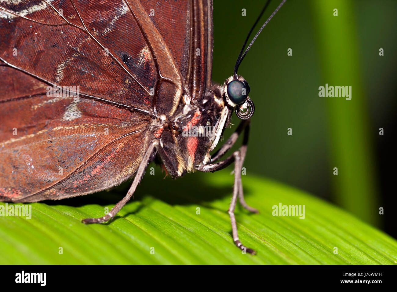 Quotblue morpho butterfly quot hi-res stock photography and images - Alamy