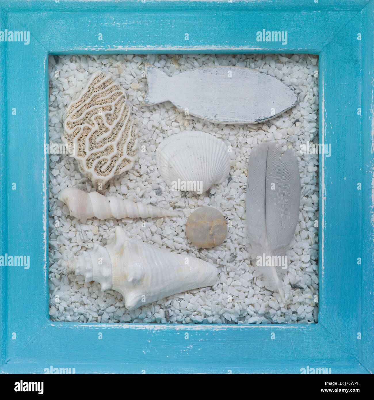 still life blue maritime fish feather frame framework shells mussels ...