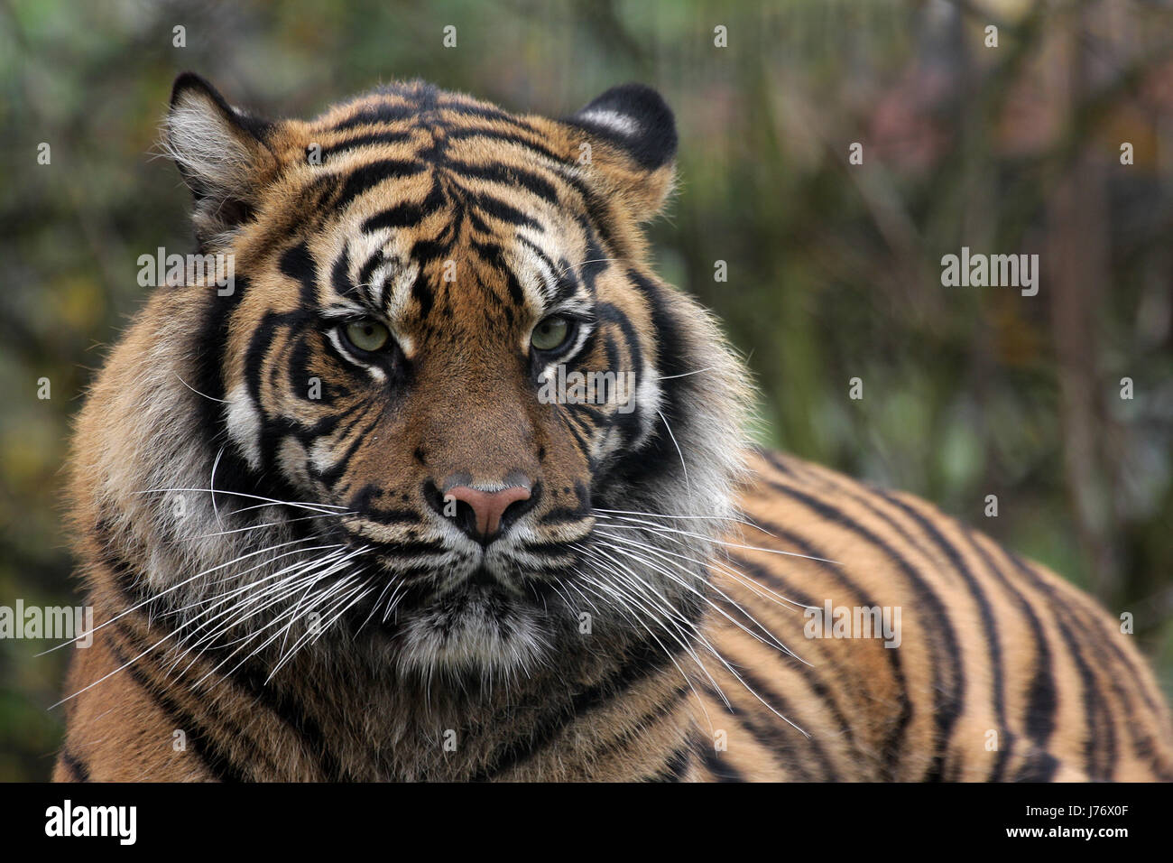 big cat feline predator threatens periled flexible dangerous beautiful ...