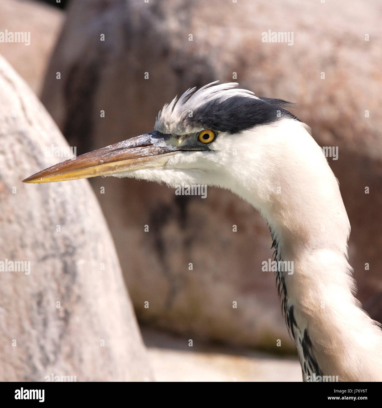 bird birds heron water predator bandit raider bird hunger fish birds ...