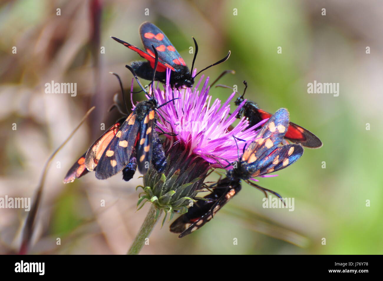 butterfly moth dot red insect flower plant bloom blossom flourish ...