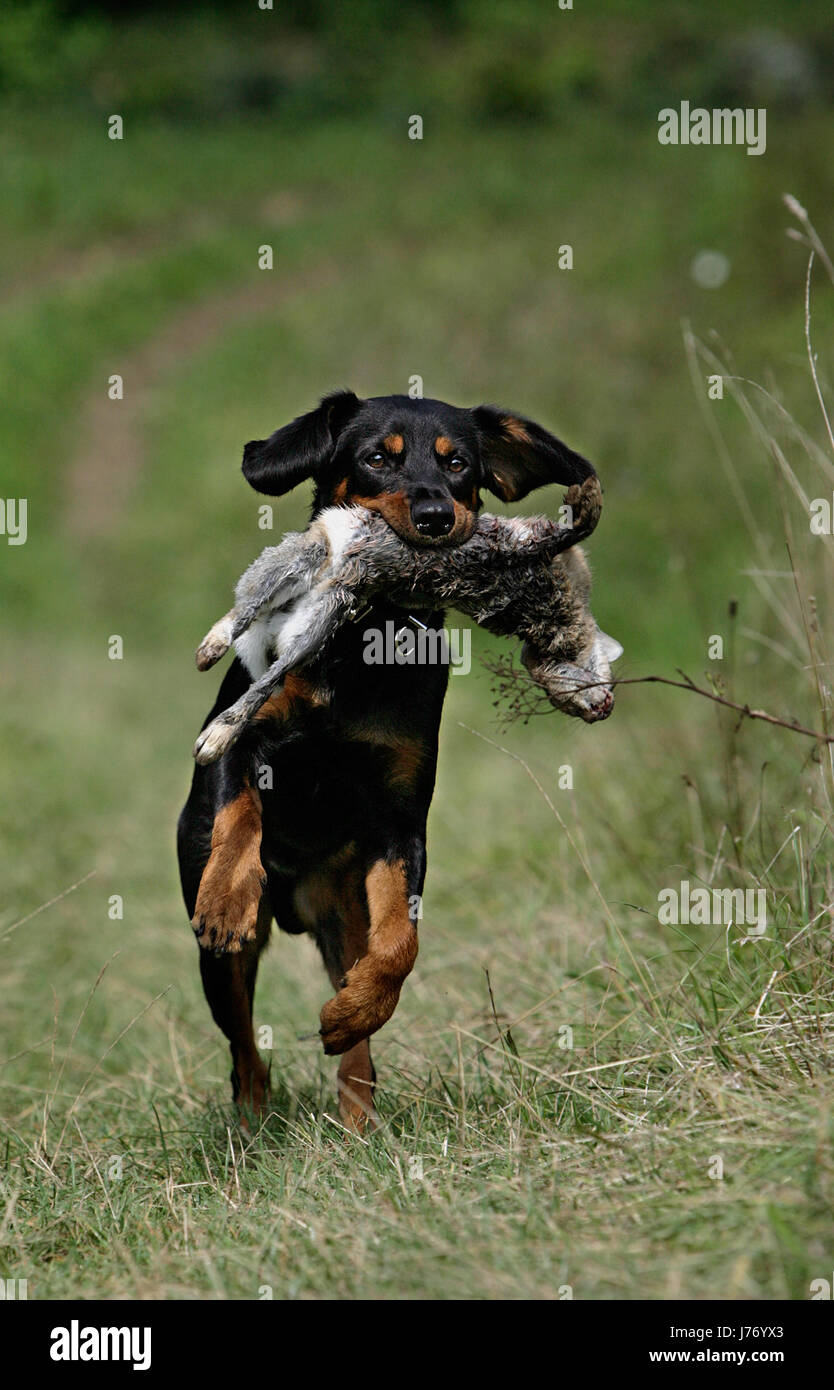 dog hare german training pedigree dog hound bunny portrait rabbit ...