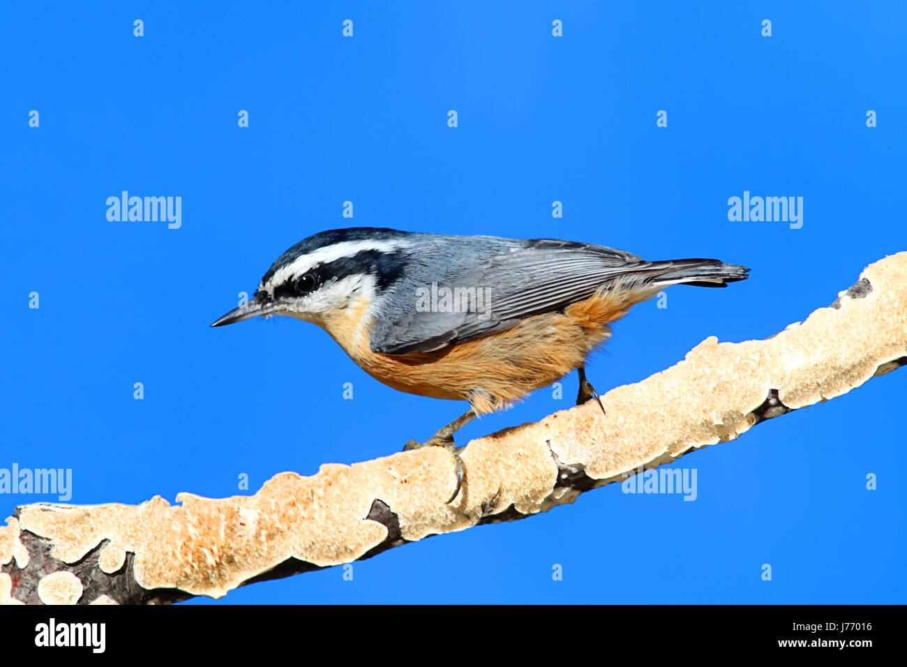 bird wild wildlife firmament sky nature animal bird fauna wild birds ...