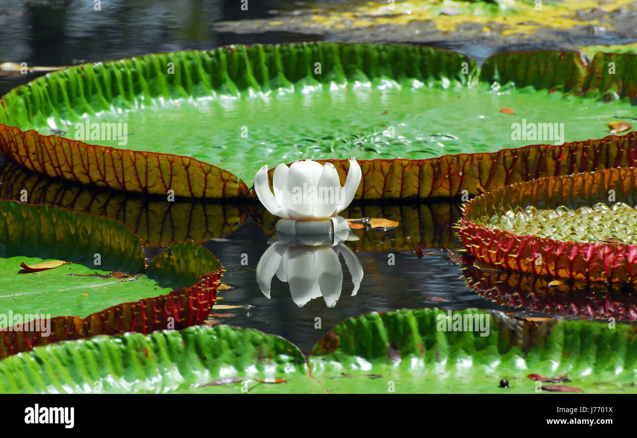 victoria water lily Stock Photo - Alamy